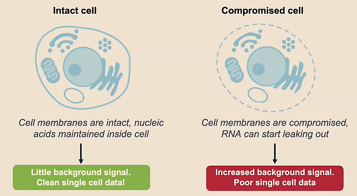 FAQs about single cell sample preparation (covering the basics) | 10x Genomics